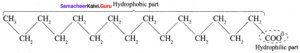 Samacheer Kalvi 12th Chemistry Solutions Chapter 15 Chemistry in ...
