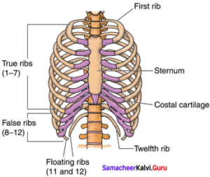 Samacheer Kalvi 8th Science Solutions Term 2 Chapter 5 Movements ...